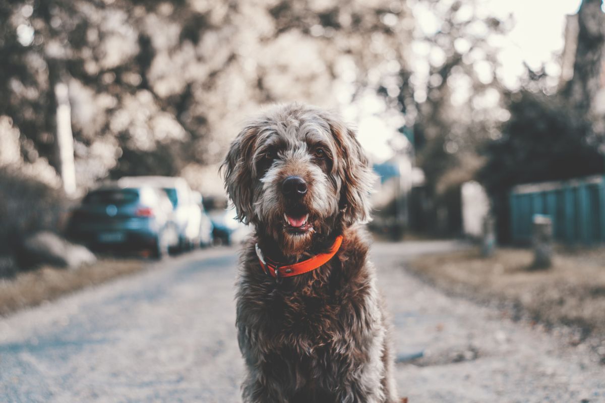 5 Tips to Tackle Stormy Spring Walks With Your Dog - Wills Animal Hospital