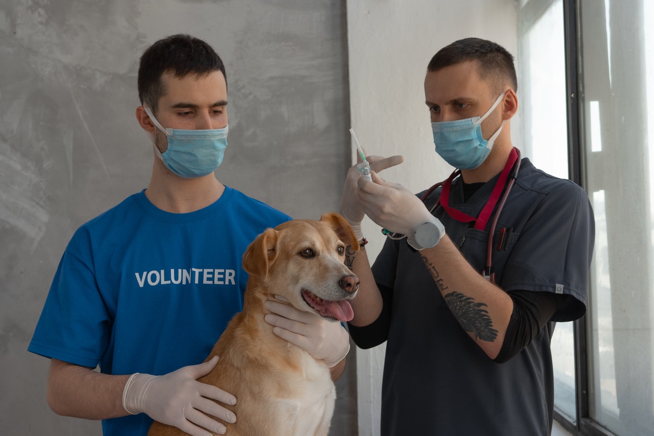 The Importance of Vaccines for Your Pet - Wills Animal Hospital