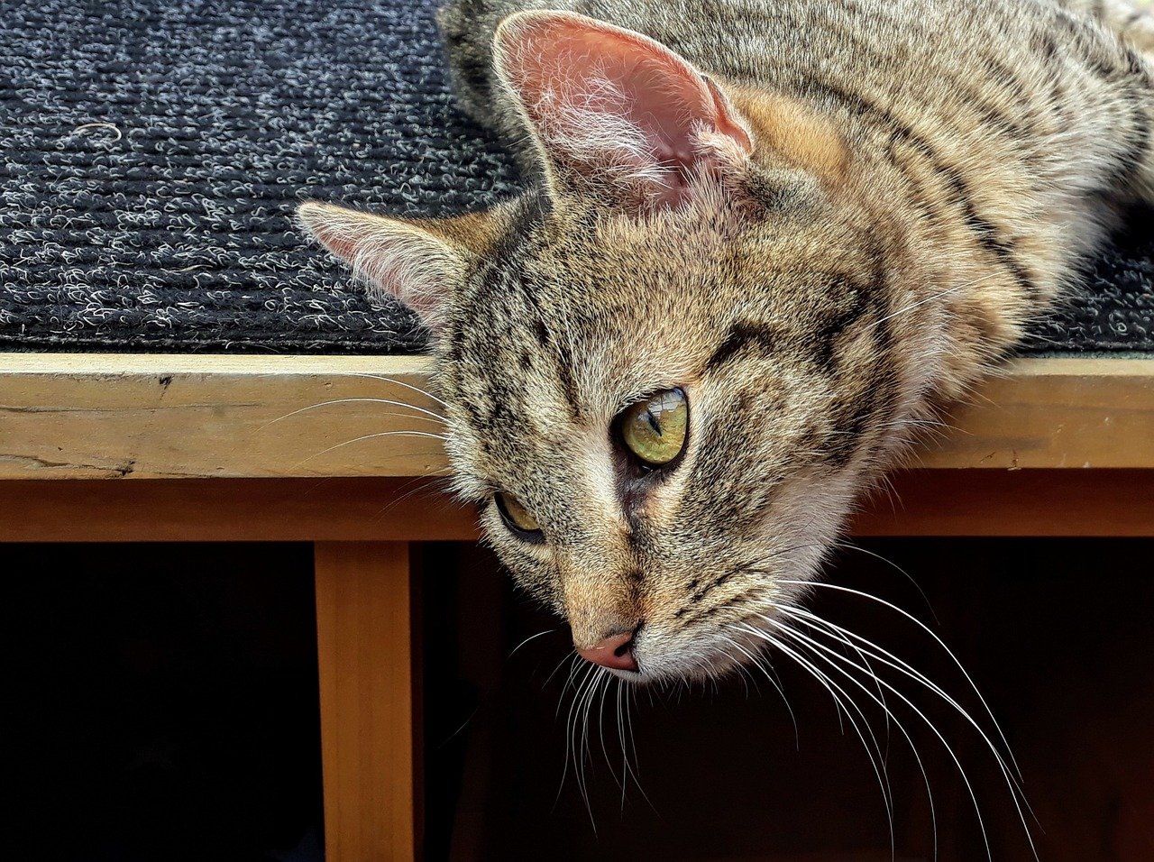 How to Recognize Pain in Your Cat - Wills Animal Hospital